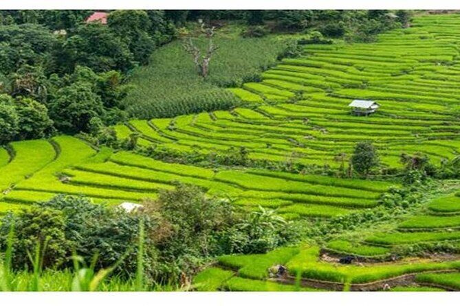 Ubud Natural Scenery with Swing - An In-Depth Look at the Tour Itinerary