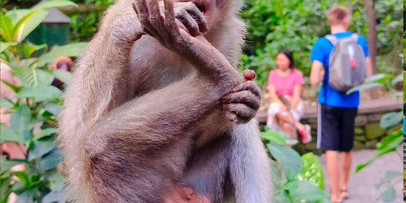 Ubud: Private Charter Car 10hours. - Key Points