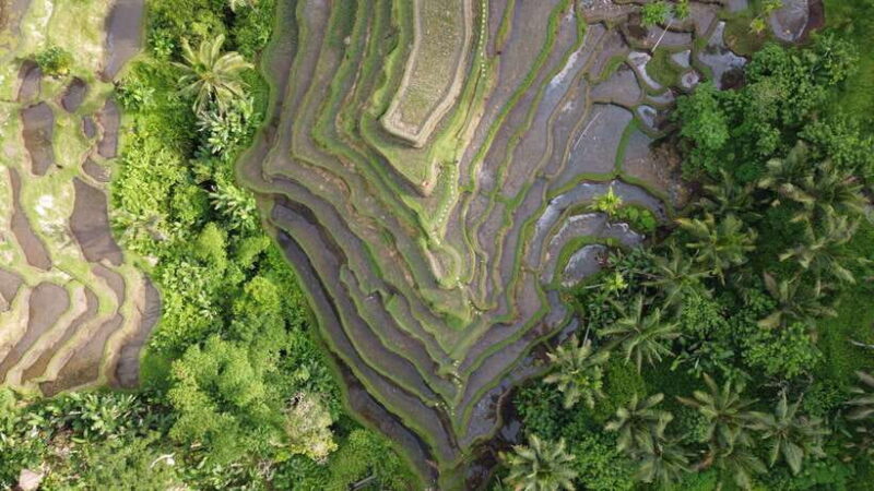 Ubud Private Customized Full-day Tours with Photographer - The Sum Up