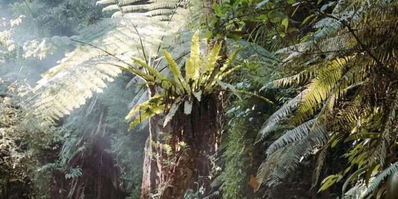 Ubud: Private Day Tour in Ubud with Entrance Ticket Included - What Could Be Better?