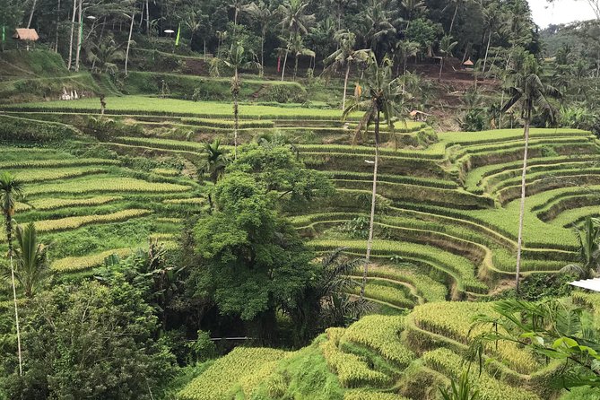 Ubud Private Tour - Best Of Ubud - All Inclusive - Final Thoughts