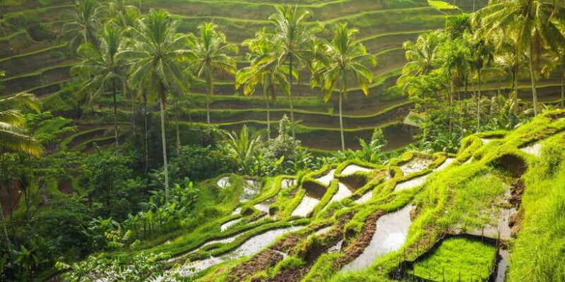 Ubud: Rice Terrace, Holy Water Temple & Waterfalls Trek Tour - Frequently Asked Questions