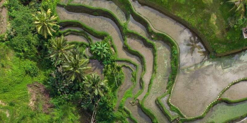 Ubud: Rice Terrace, Holy Water Temple & Waterfalls Trek Tour - Final Thoughts