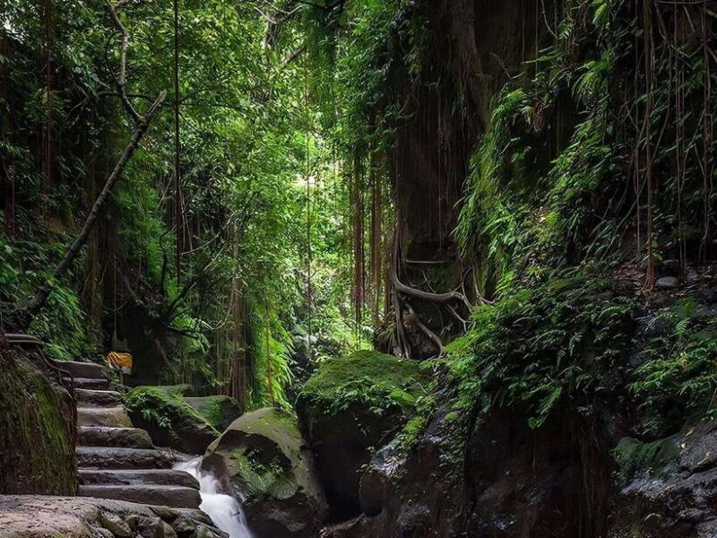 Ubud: Rice Terrace, Monkey Forest, Temple, & Waterfall - Top Highlights of the Tour