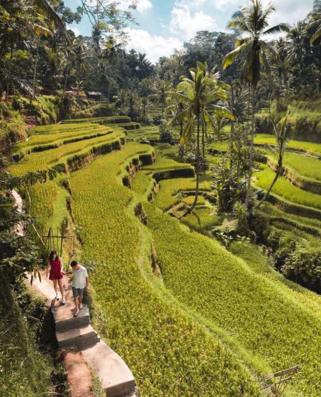Ubud: Rice Terrace, Monkey Forest, Waterfall Private Tour - Key Points