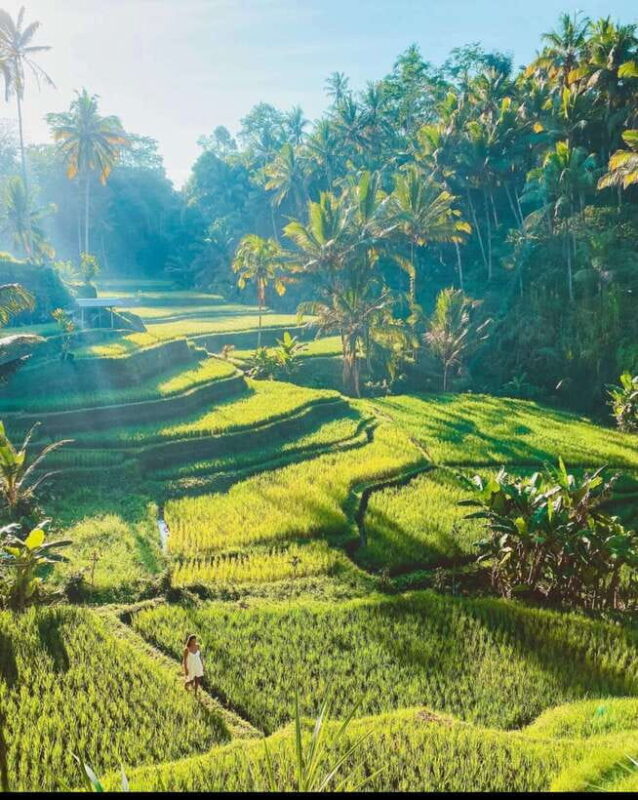 Ubud: Rice Terrace, Monkey Forest, Waterfall Private Tour - Who Will Love This Tour?