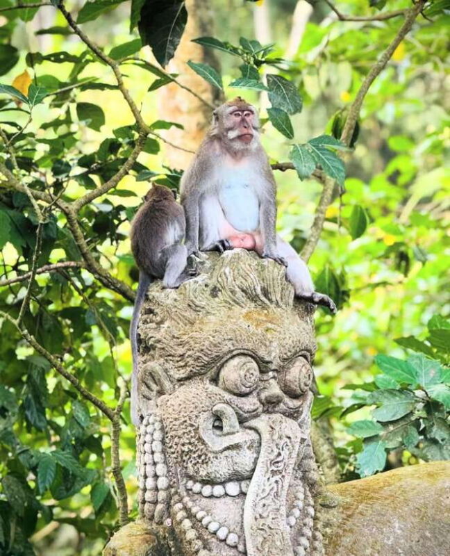 Ubud: Rice Terrace, Monkey Forest, Waterfall Private Tour - FAQ