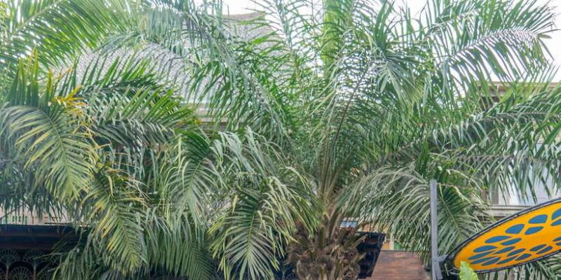 Ubud Rice Terrace & Villages E-Bike Tour by Alasan Adventure - The Itinerary: What You’ll Experience