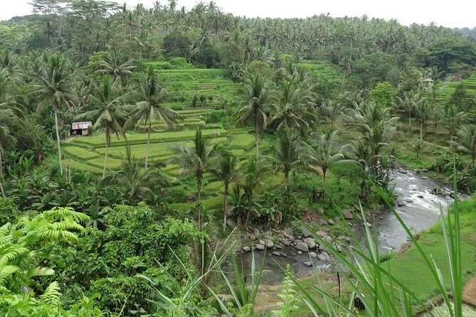 Ubud Rice Terraces eBike Private Tour - Introduction: An Authentic Ride in Ubud