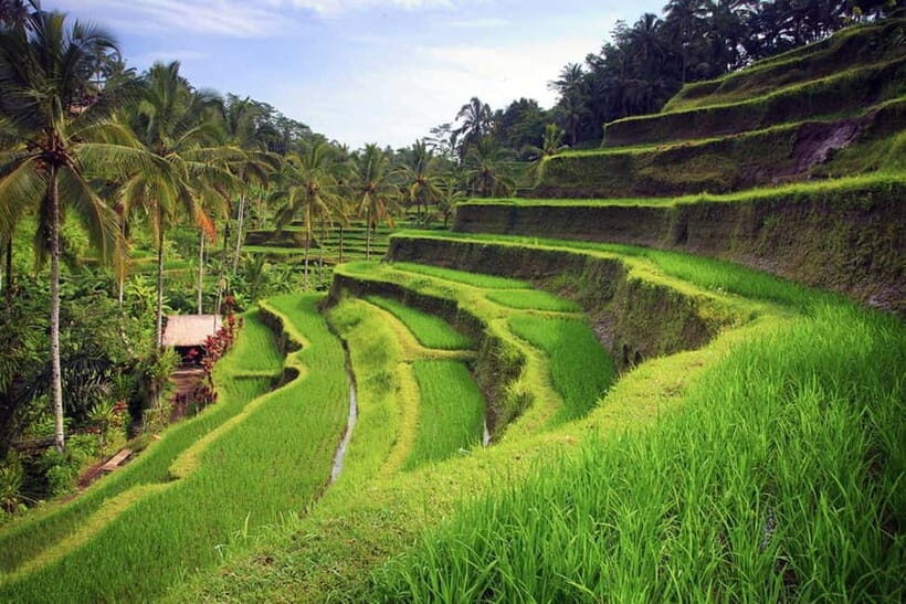 Ubud: Rice Terrace,Waterfall,Forest,Temple & Private Driver - Ending with a Sacred Ritual at Tirta Empul