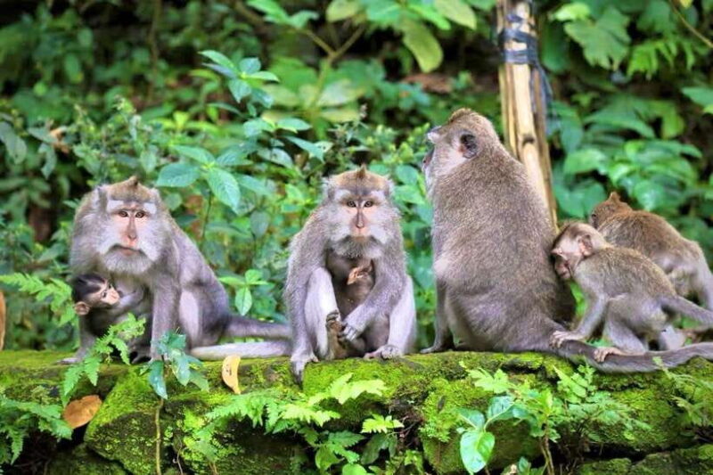 Ubud: Sacred Monkey Forest, Barong Cave ATV & Waterfall Tour - Key Points