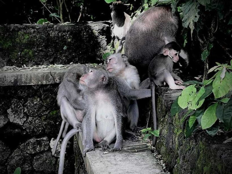 Ubud: Sacred Monkey Forest, Barong Cave ATV & Waterfall Tour - Practical Tips for Your Trip