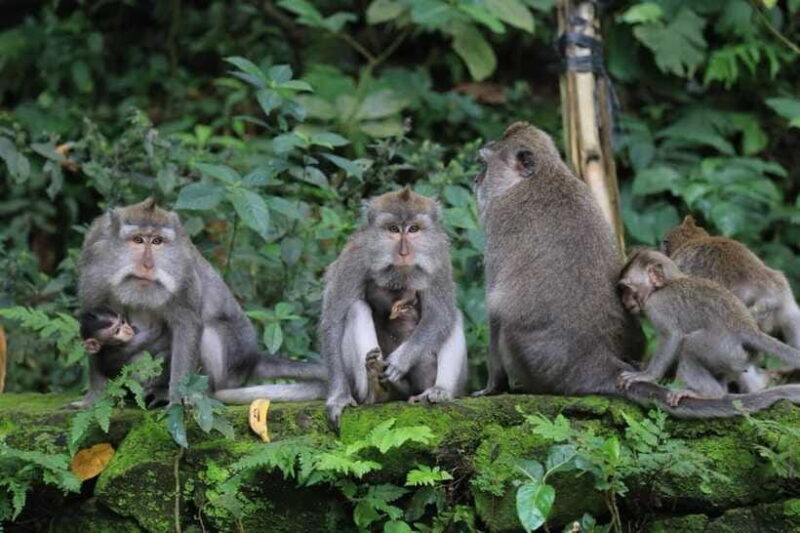 Ubud: Sacred Monkey Forest & Barong Cave ATV with Meal - Authentic Feedback and Insights