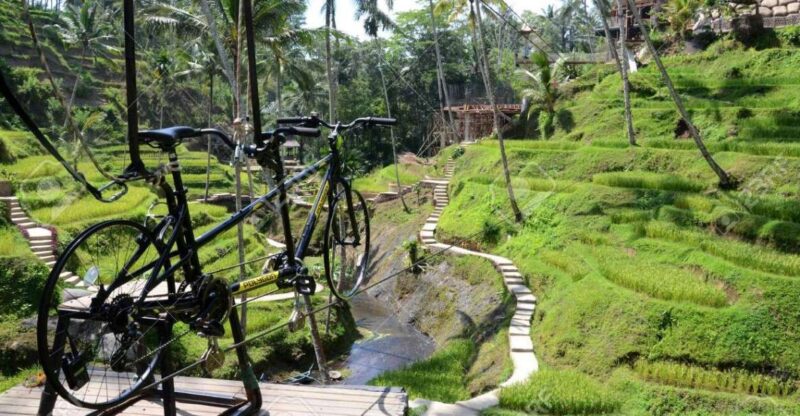 Ubud: Sky Bike Adventure, Swing & Rice Terrace with Transfer - The Experience in Practice: What Reviewers Say