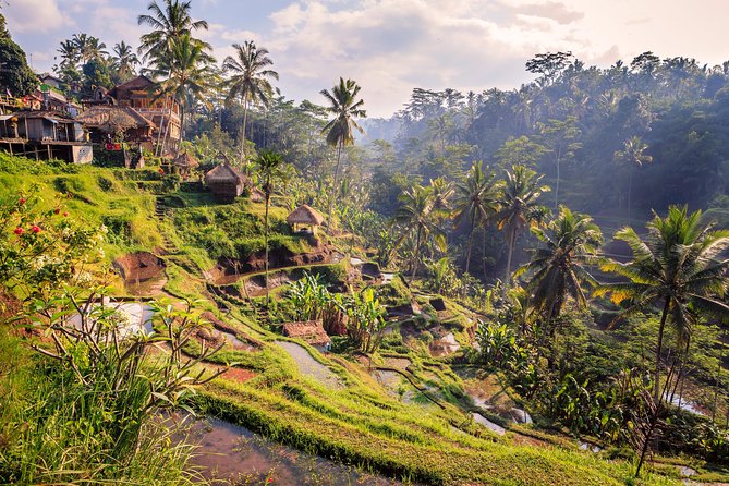 Ubud Small Group Tour: Monkey Forest, Tegalalang Rice Terraces and more - Who Will Love This Tour?