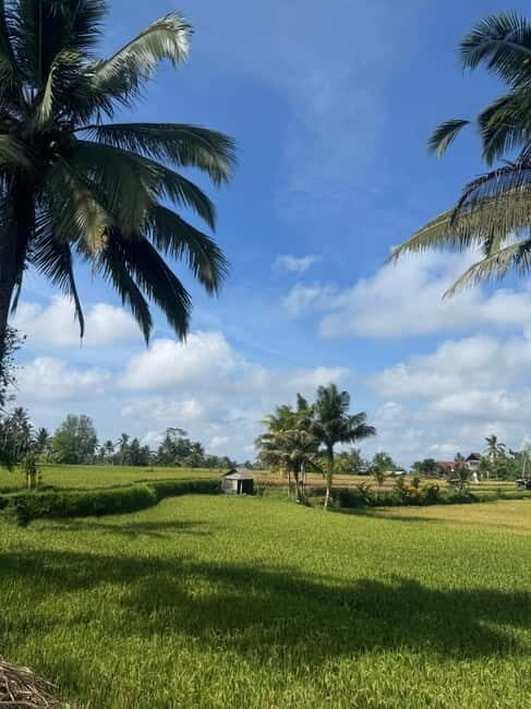 Ubud: Taro Village Firefly Excursion with a Vegetarian Meal - The Value of the Experience