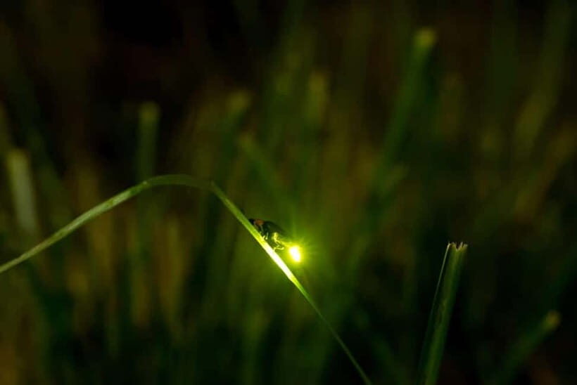Ubud: Taro Village Firefly Excursion with a Vegetarian Meal - Practical Tips for Enjoying the Tour