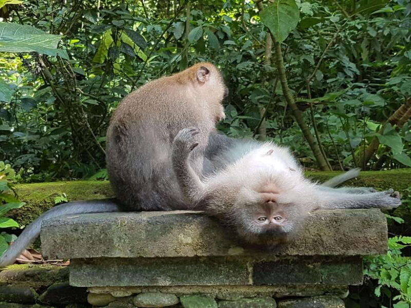 Ubud Top tour in a day - Value and Practical Considerations