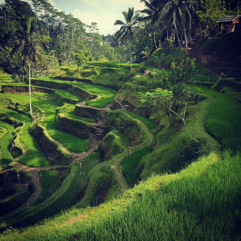Ubud Top tour in a day - Who Should Consider This Tour?