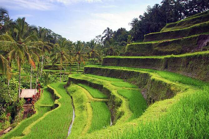 Ubud Tour - Best of Ubud - All Inclusive - A Closer Look at the Itinerary