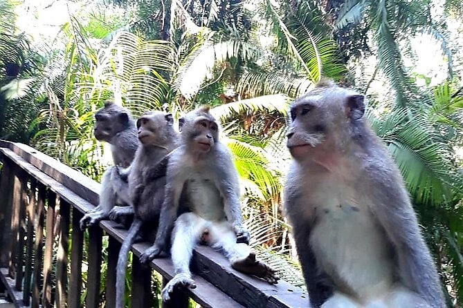 Ubud Tour - Best Of Ubud With Jungle swing - All Inclusive - Why Choose This Tour?