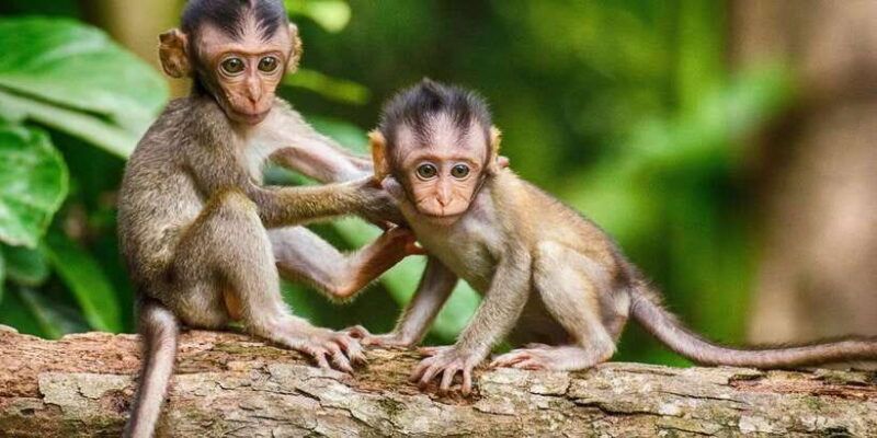 Ubud Tour : Explore the best places in Ubud Area. - FAQs