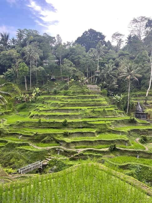 Ubud Tour Include Ticket Monkey Forest Rice Terrace and more - The Sum Up