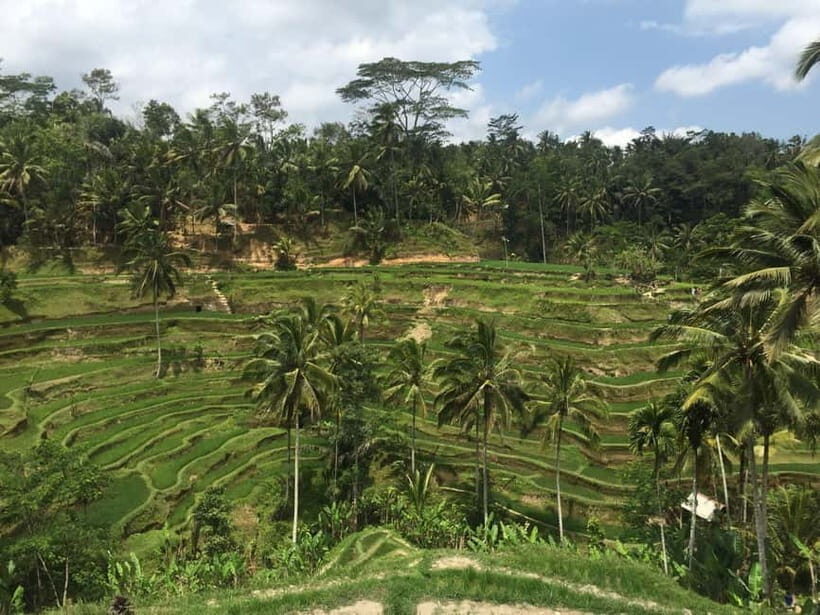 Ubud Tour Monkey Forest Rice Terraces Bali Swing Tirta Empul - A Closer Look at the Itinerary
