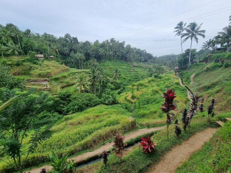 Ubud Tour : Ubud Higlight Culture,Tradition and Nature - How the Experience Breaks Down