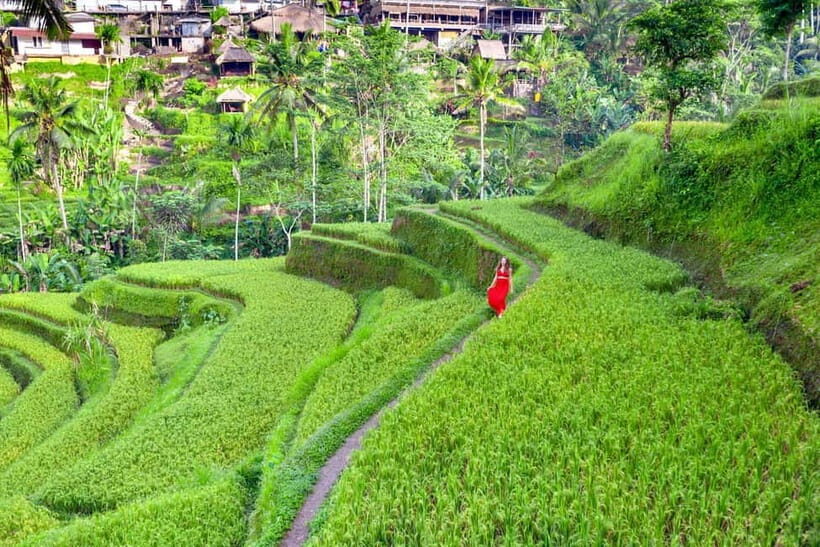 Ubud Tour with Optional English, Spanish and Italian Guide - A Complete Look at the Ubud Tour Experience