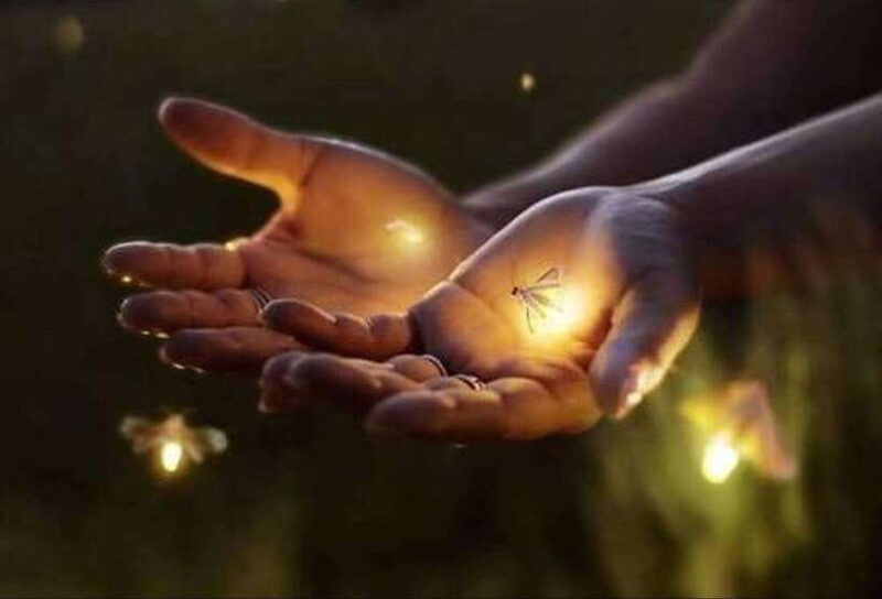 Ubud: Village Firefly Night Tour with Dinner - Key Points