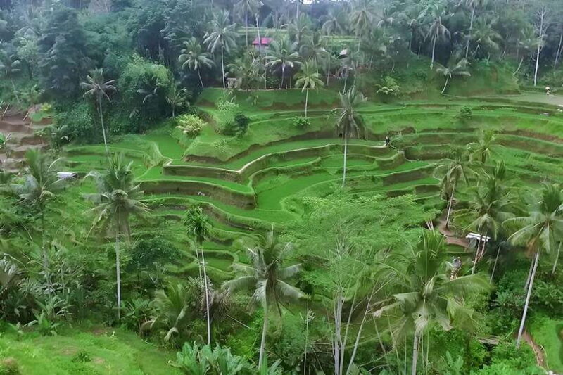 Ubud Village, Waterfall and Kintamani Volcano Private Tour - Key Points