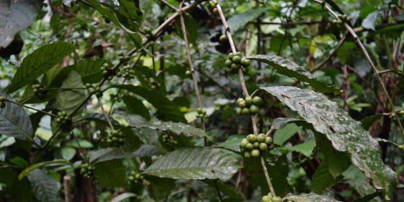 Ubud & Volcano Hot Springs Tours - Pricing and Value