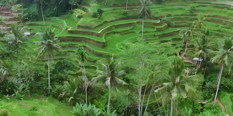 Ubud VW Safari Bali Tour - Key Points