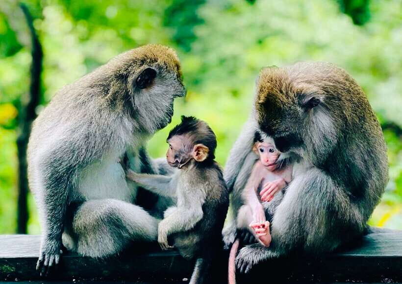 Ubud: Walking Tour with Campuhan Ridge & Monkey Forest - A Full Breakdown of the Experience