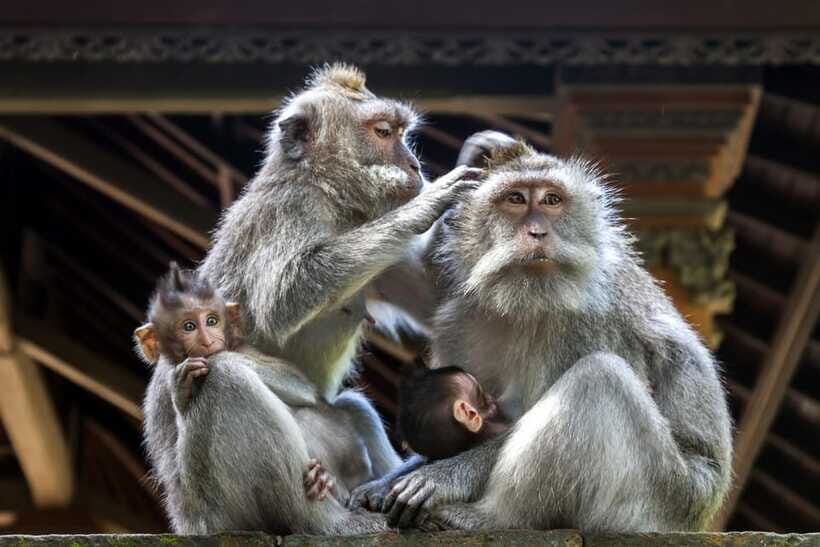 Ubud: Walking Tour with Campuhan Ridge & Monkey Forest - FAQ