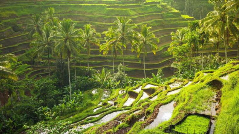 UBUD : Water Temples, Waterfalls, and Rice Terraces Tour - Suwat Waterfall and Taman Sari Waterfall: Hidden Gems
