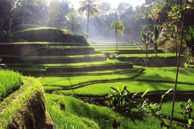 Ubud: Waterfall, Rice Terraces, and Monkey Forest Private Tour - FAQ