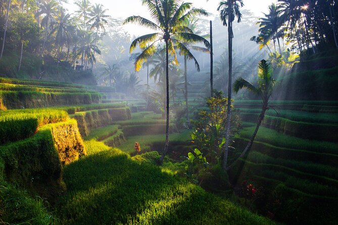 Ubud waterfall, rice terraces, and swing explore - Practical Details and Value