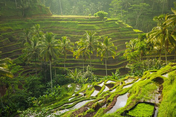 Ubud waterfall, rice terraces, and swing explore - Final Thoughts