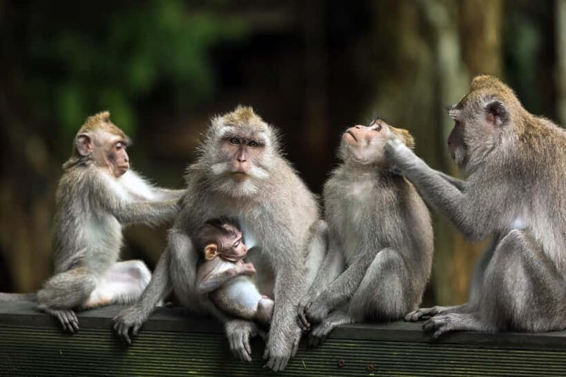 Ubud: Waterfall, Water Temple and Monkey forest Private Tour - Key Points