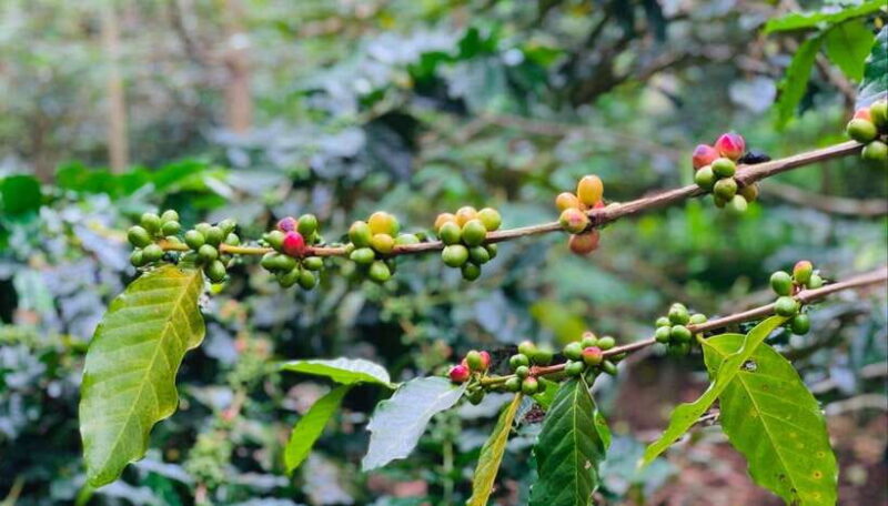 Ubud: Waterfalls, Sacred Monkey Forest & Rice Terraces Tour - Final Drop-offs and Reflection