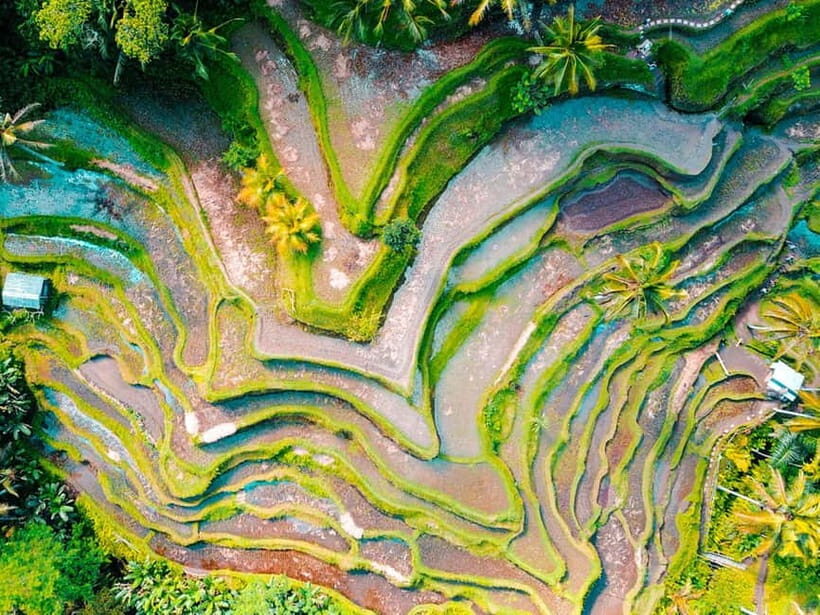 Ubud: Waterfalls, Temple, and Rice Terrace Private Day Tour - Lunch with a View
