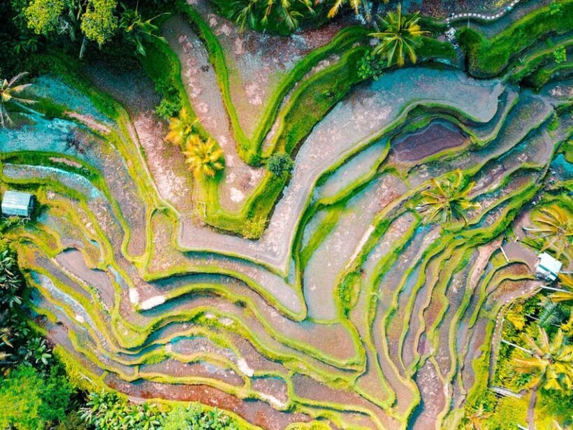Ubud: Waterfalls, Temple, and Rice Terrace Private Day Tour - Tegalalang Rice Terrace & Jungle Swing