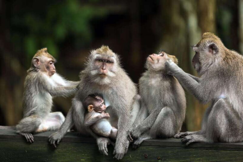 Ubud: Waterfalls, Water Temple, Rice Field and Monkey forest - The Sum Up