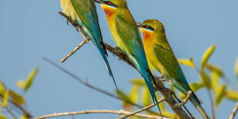 Udawalawa National Park - 4*4 Private Safari Jeep Tour - Authenticity and Reviews