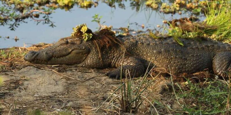Udawalawa National Park - 4*4 Private Safari Jeep Tour - Final Thoughts: Is This Tour Right for You?