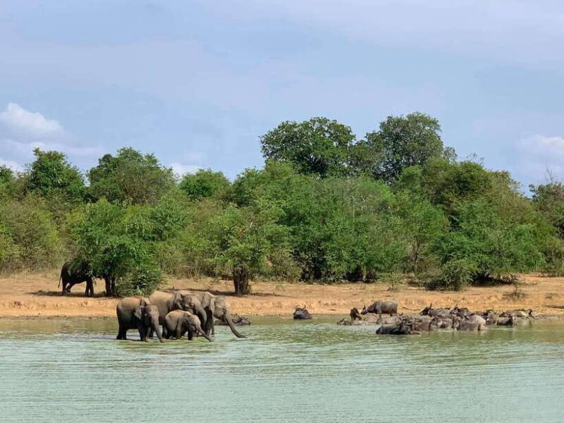 Udawalawa National Park: All Inclusive Safari Day Tour - Introduction