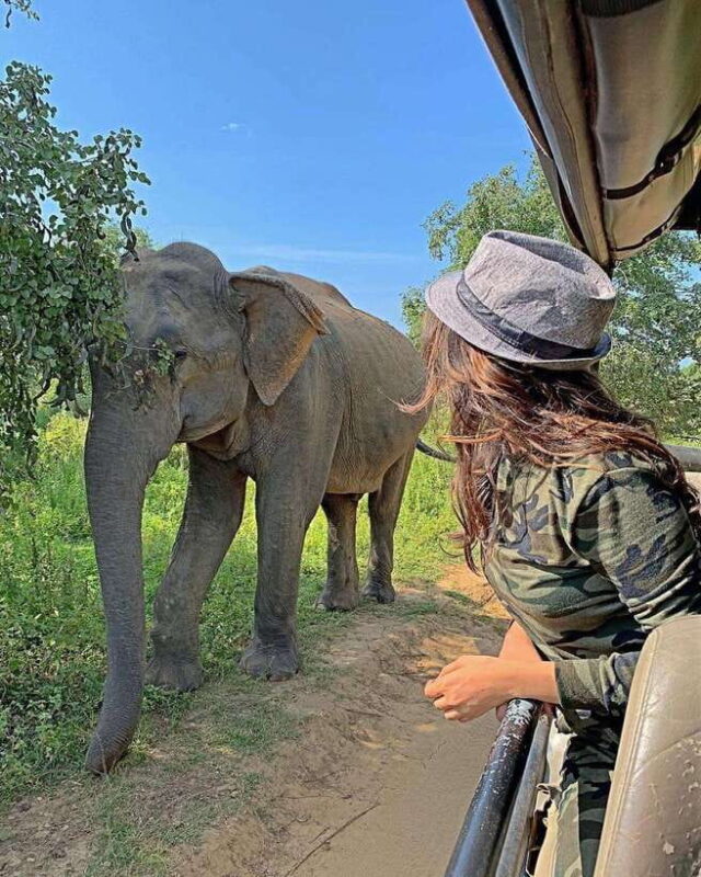 Udawalawa National Park: All Inclusive Safari Day Tour - The Logistics: Comfort and Convenience