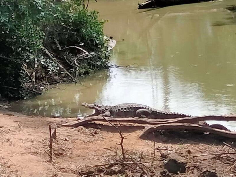 Udawalawa National Park: All Inclusive Safari Day Tour - The Experience Provider: Tiger Safaris